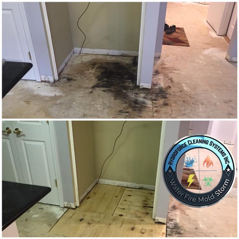 Mold Remediation in Chicago, IL | Expert Mold Removal