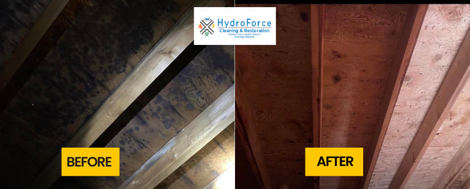 How to Remove Mold from Attic Plywood: Step-by-Step Guide