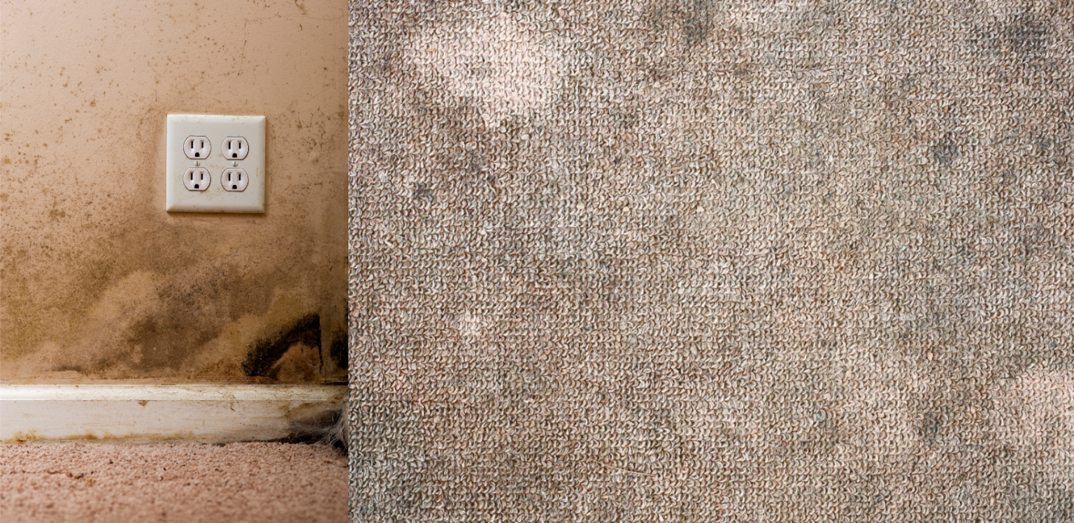How to Identify Mold on Your Carpet: Carpet Mold 101