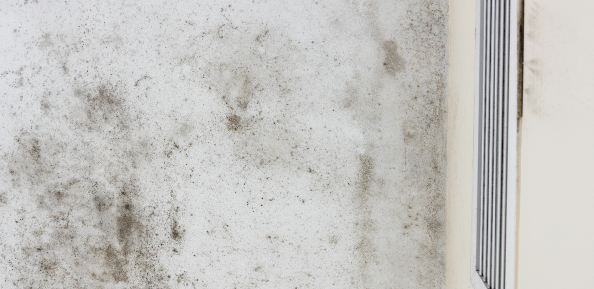 Is Bleach or Vinegar Better for Killing Mold?