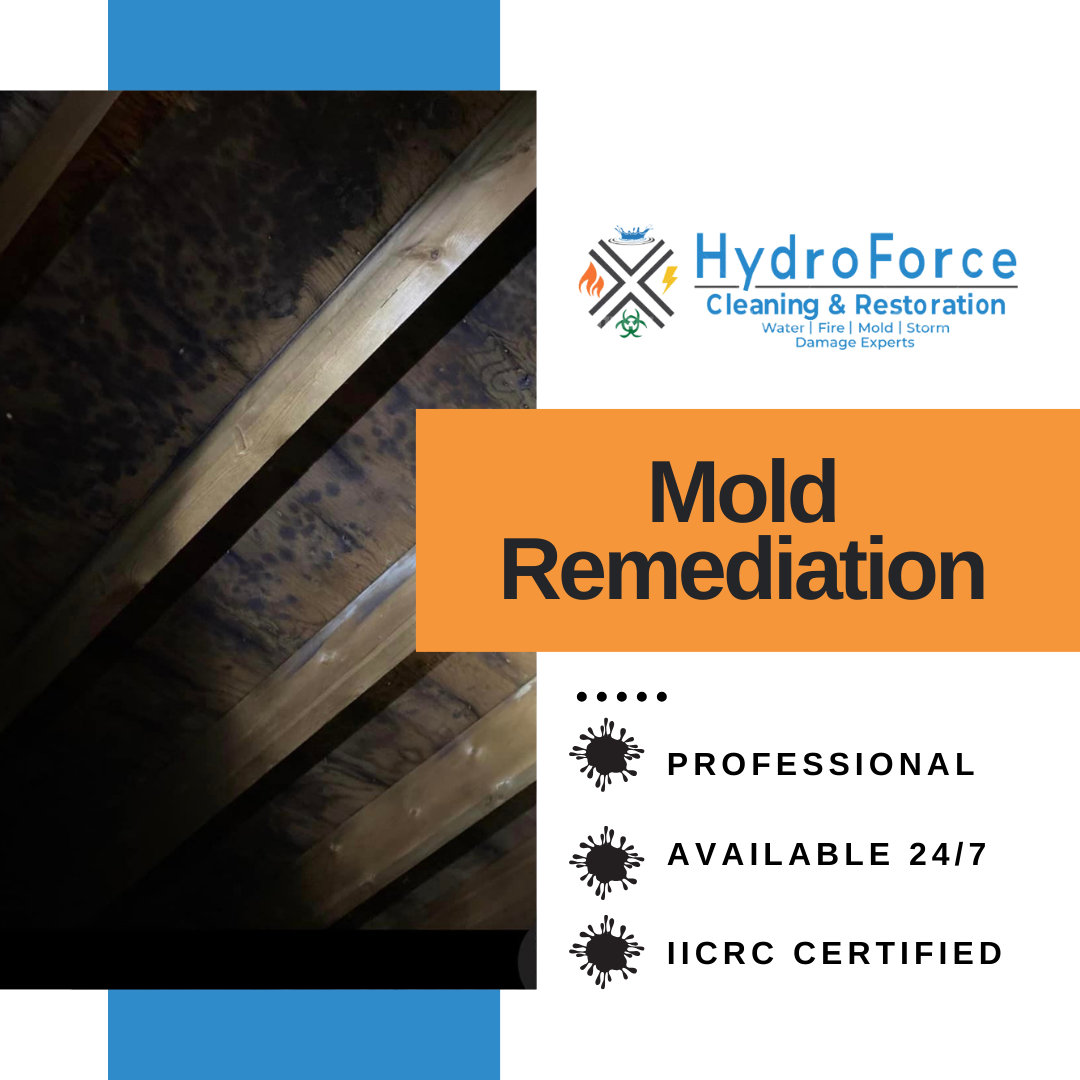 Mold Remediation in Chicago, IL | Expert Mold Removal